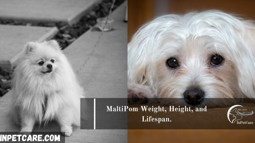 Pomeranian Mixed With Maltese