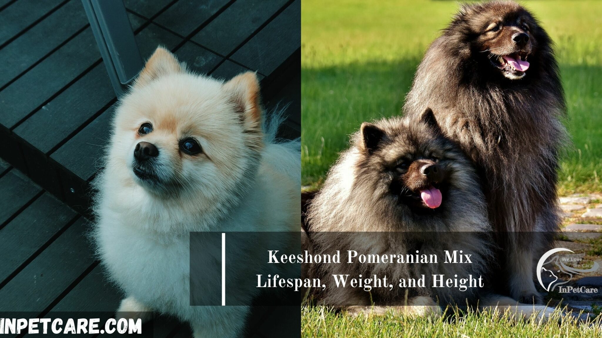 Keeshond Pomeranian Mix: A Complete Guide (With Pictures)