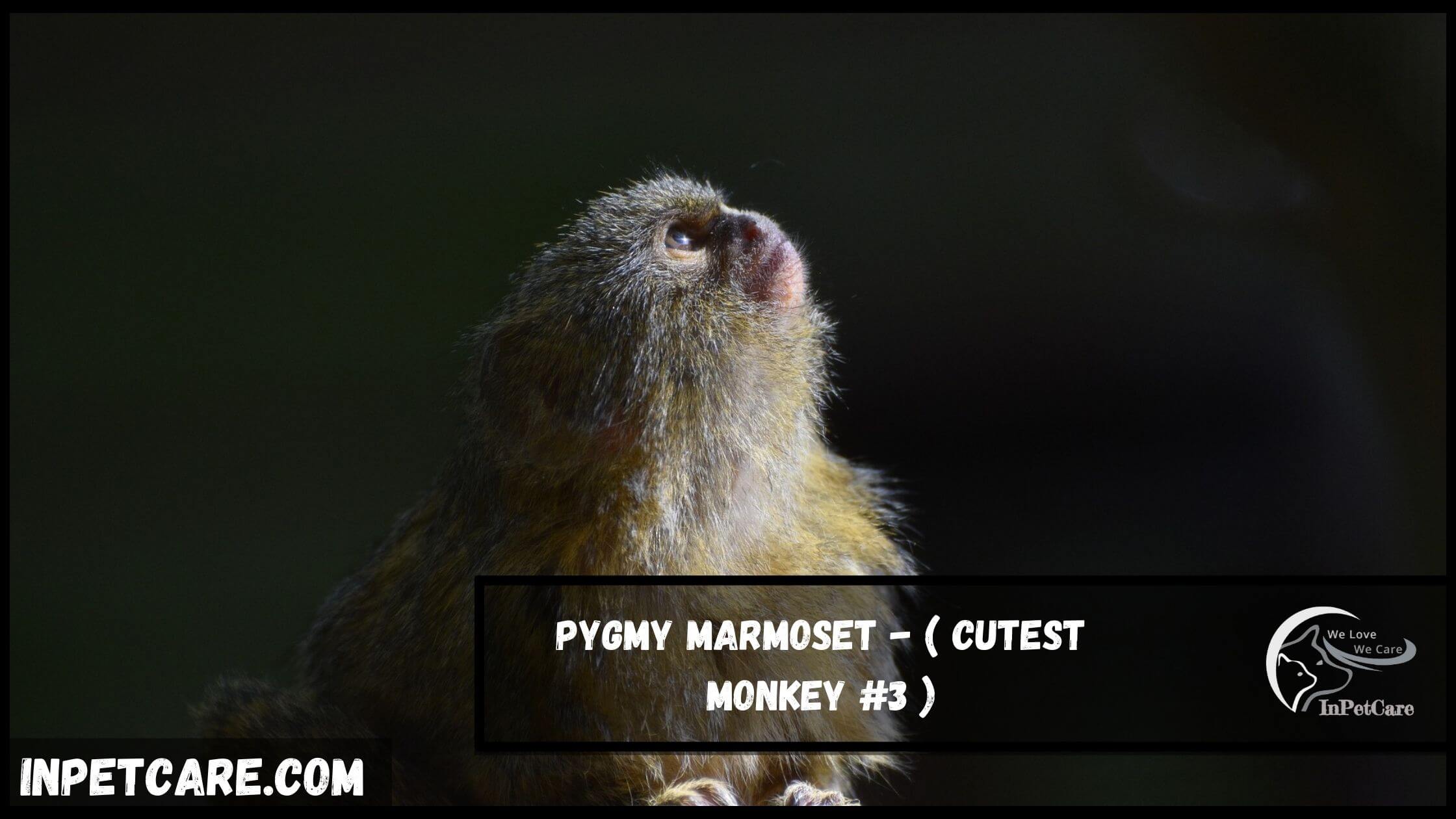 9 Cutest Monkey Breeds (With Pictures)