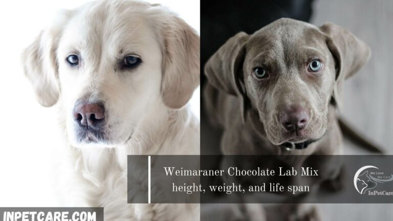 Weimaraner Chocolate Lab Mix: 2023 Guide With Photos