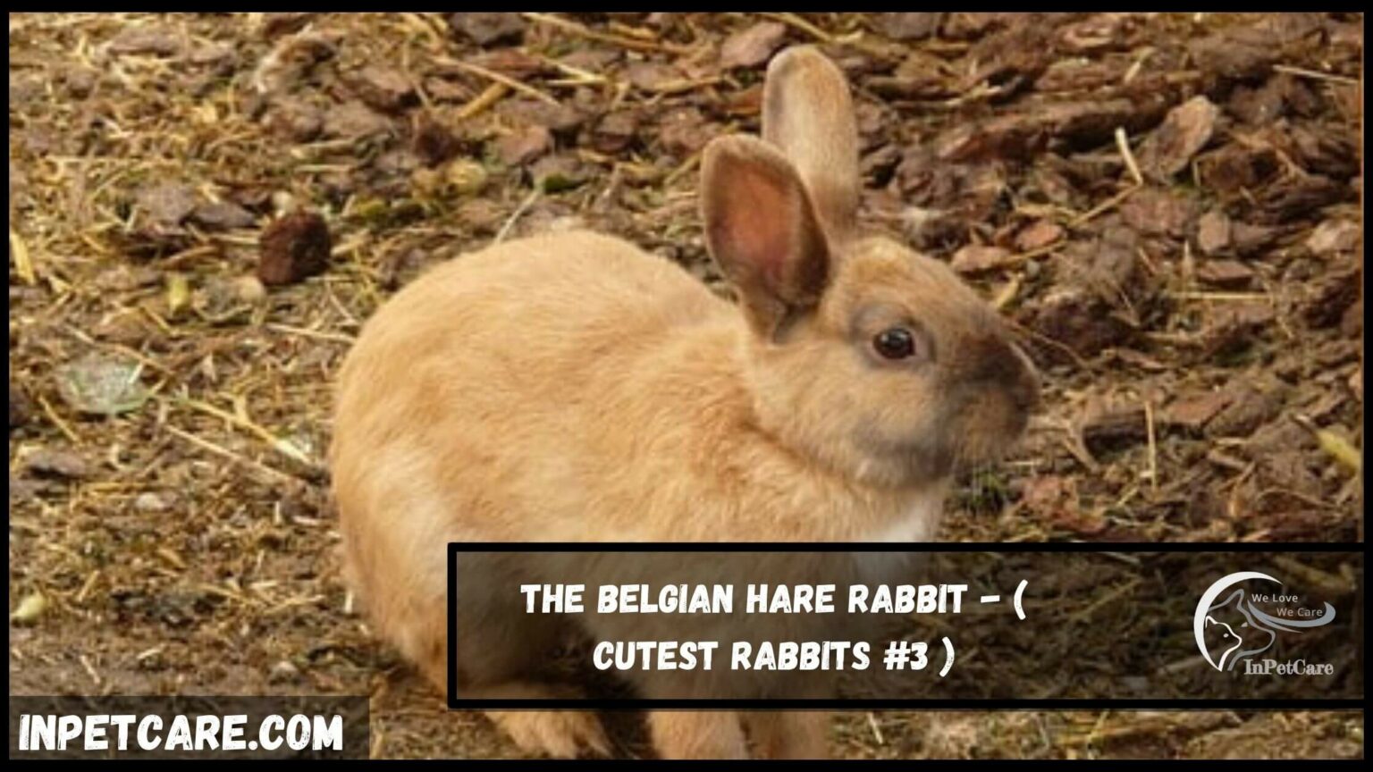 11 Cutest Rabbits Breeds With Pictures