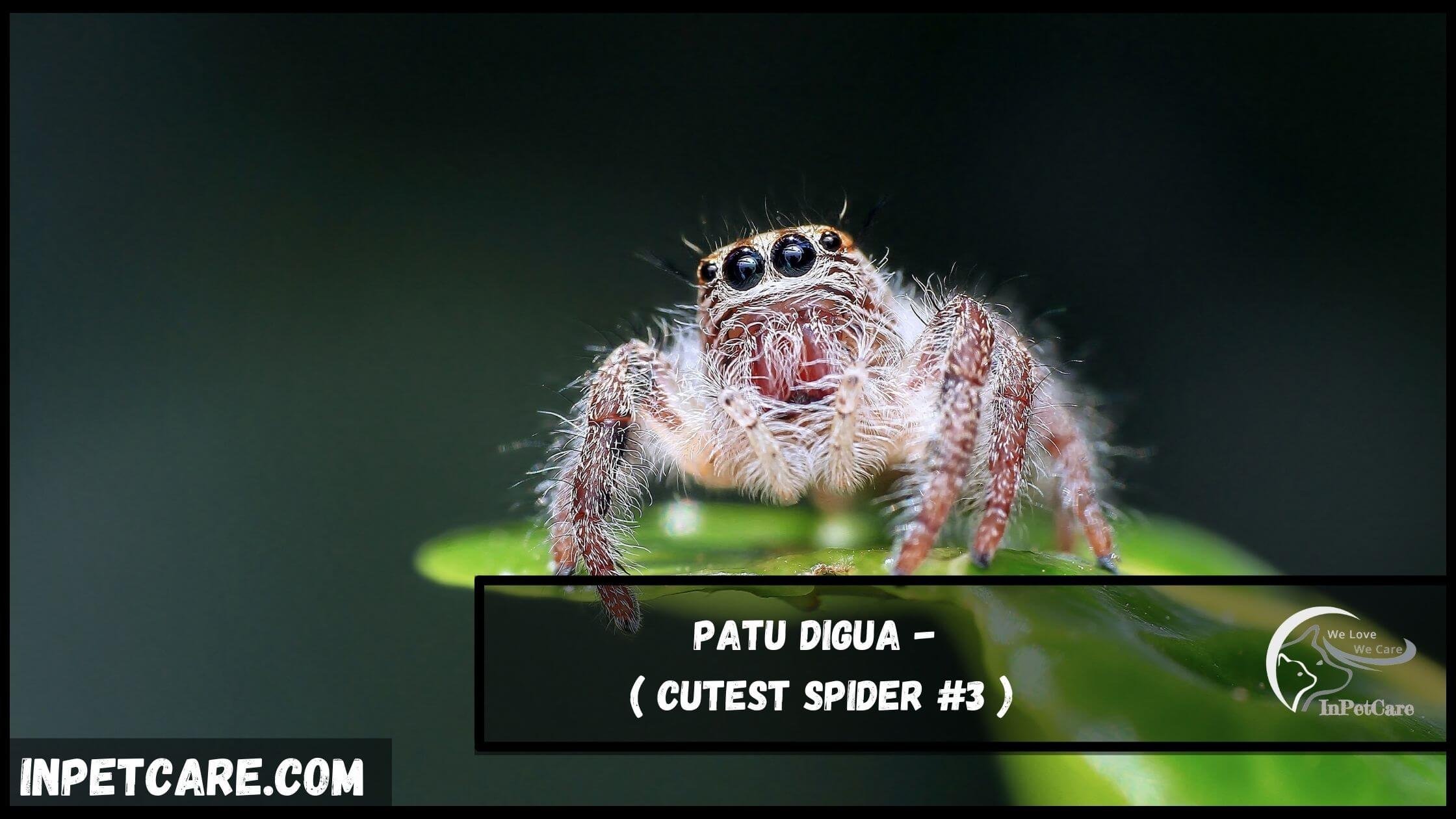 9 Cutest Spider Species With Pictures