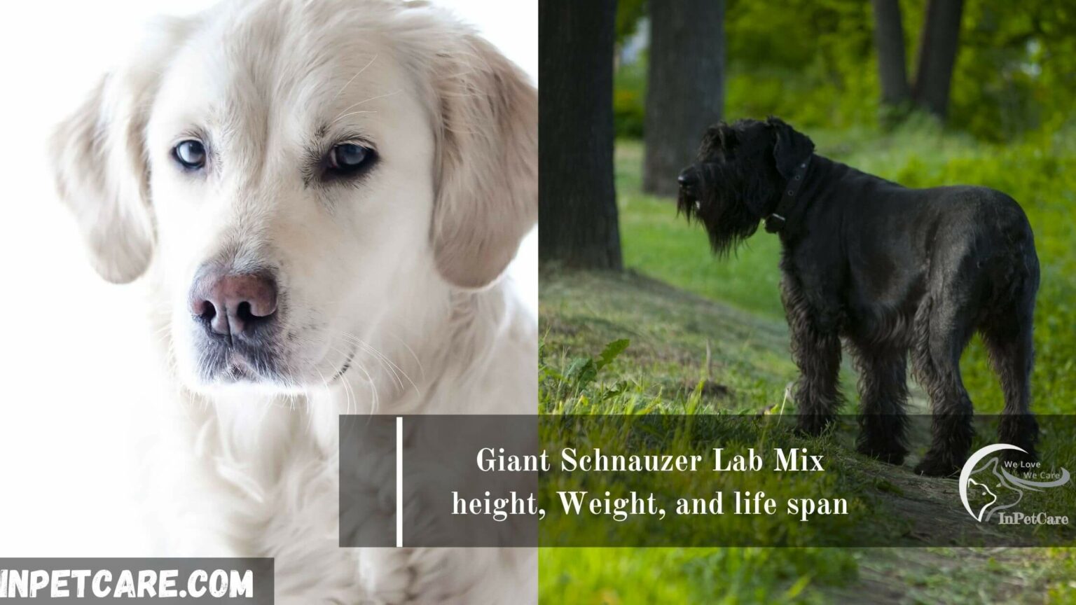 Giant Schnauzer Lab Mix: Cost, Pictures, Care & Many More