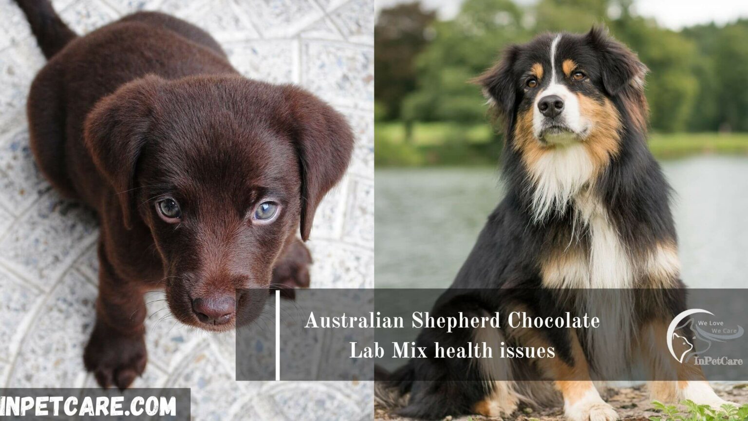 Australian Shepherd Chocolate Lab Mix: Full Guide With Photo