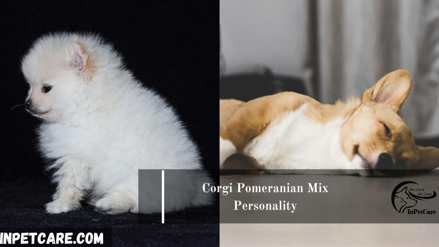 Corgi Pomeranian Mix: Pictures, Care, Cost & More