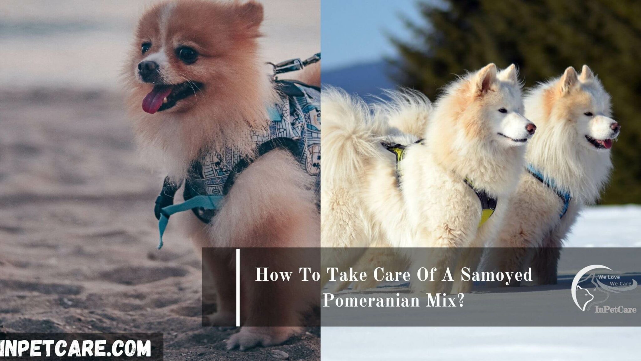 Samoyed Pomeranian Mix: A Complete Guide (With Pictures)