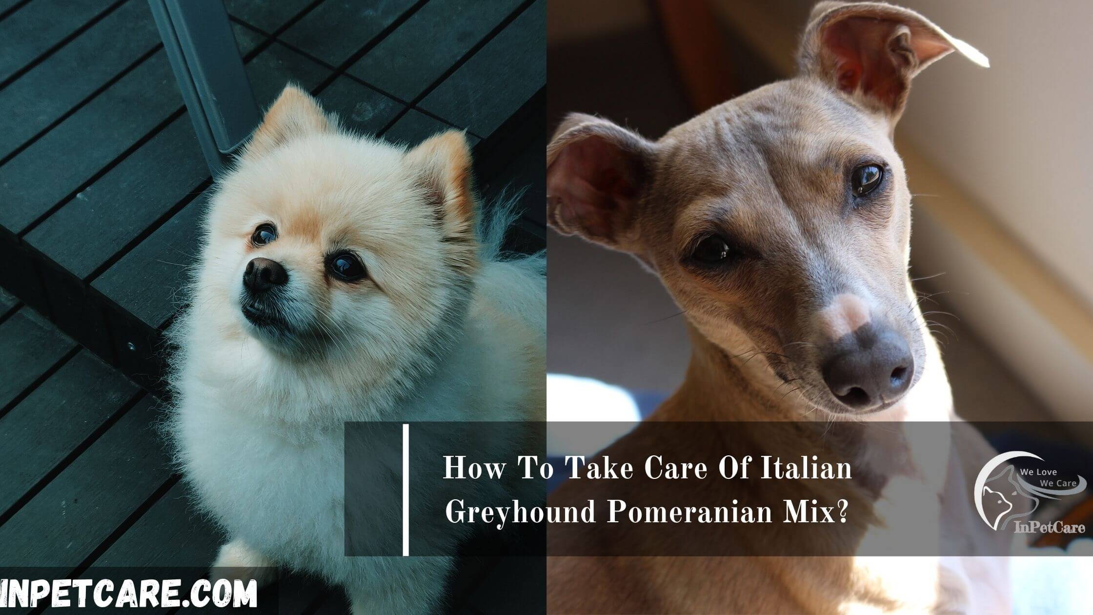 Italian Greyhound Pomeranian Mix: A Full Guide (+Pictures)