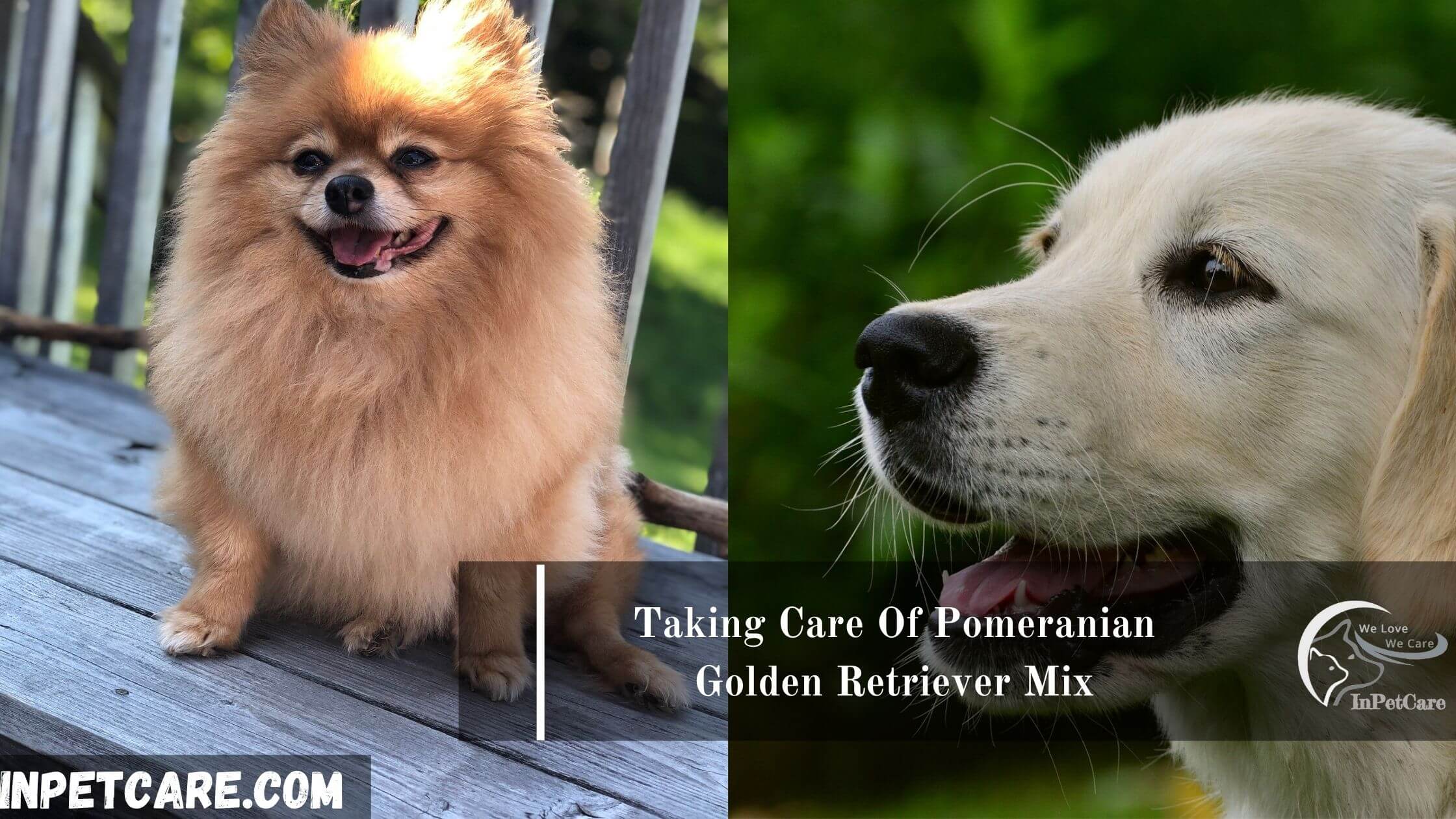 Pomeranian Golden Retriever Mix: A Complete Guide (+Photos)