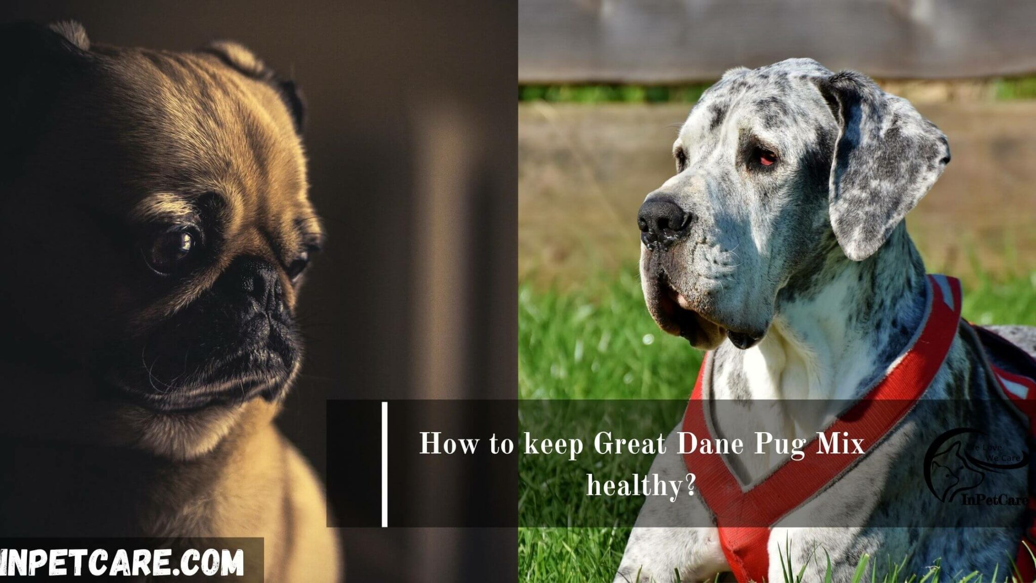 Pug Great Dane Mix: Cost, Pictures, Care & Many More