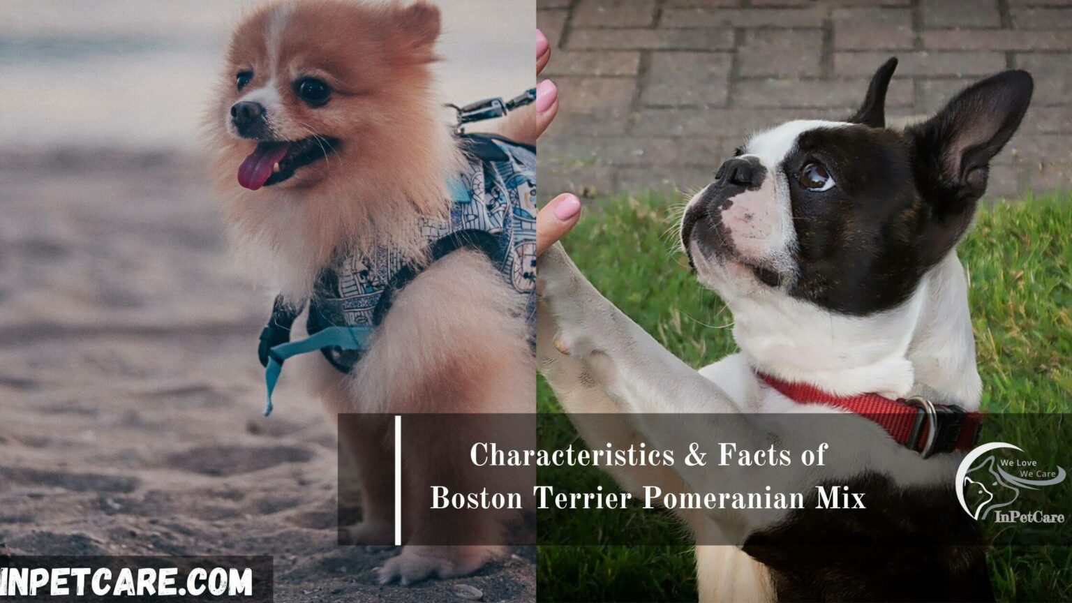 Boston Terrier Pomeranian Mix: Pictures, Care, Cost And More.