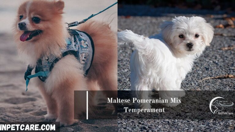 Maltese Pomeranian Mix/MaltiPom: Pictures, Cost To Buy & More