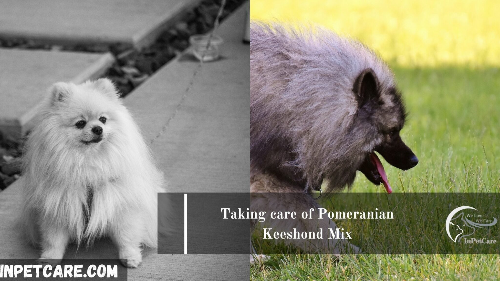Keeshond Pomeranian Mix: A Complete Guide (With Pictures)