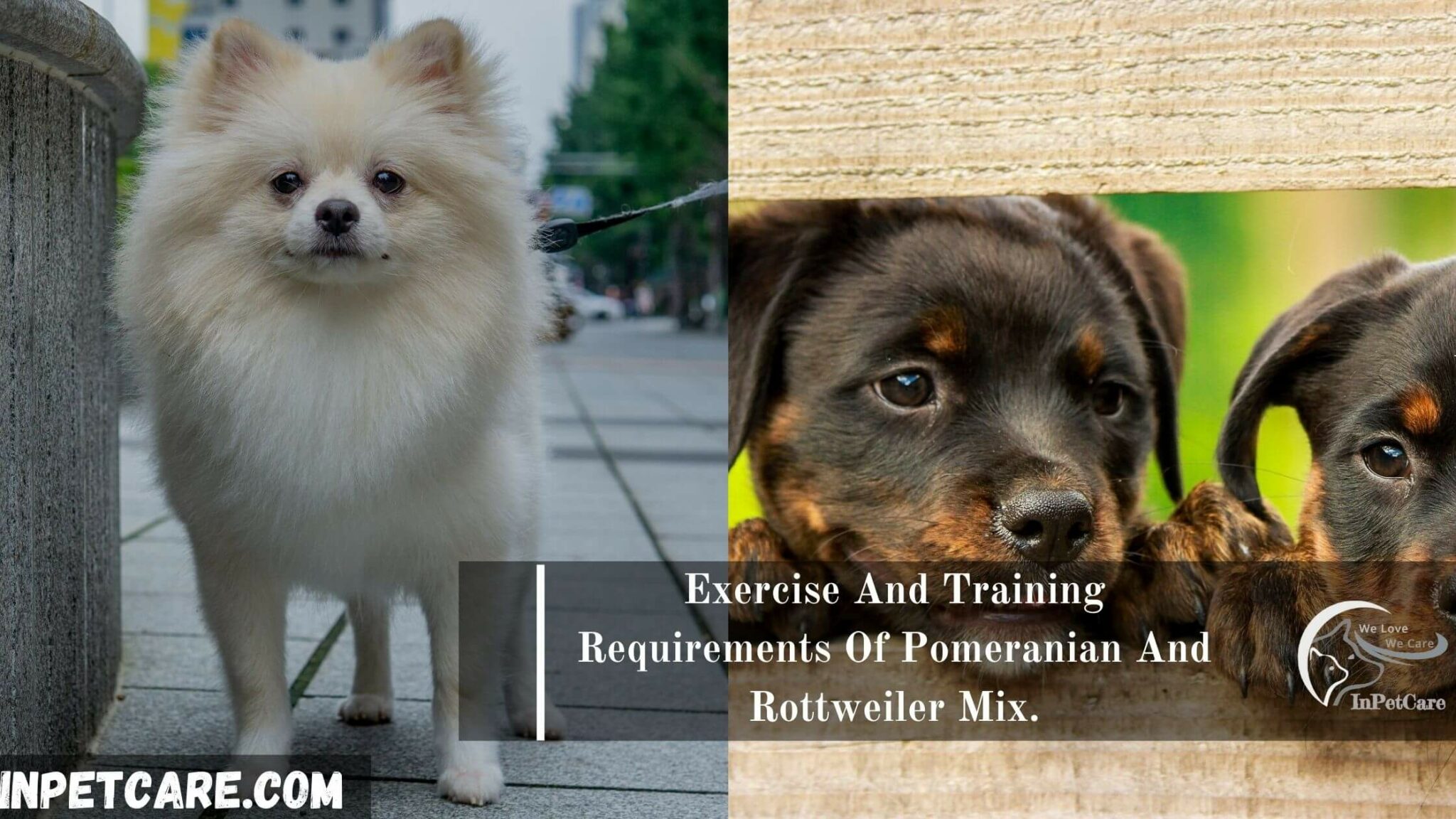 Rottweiler Pomeranian Mix: A Complete Guide (With Pictures)