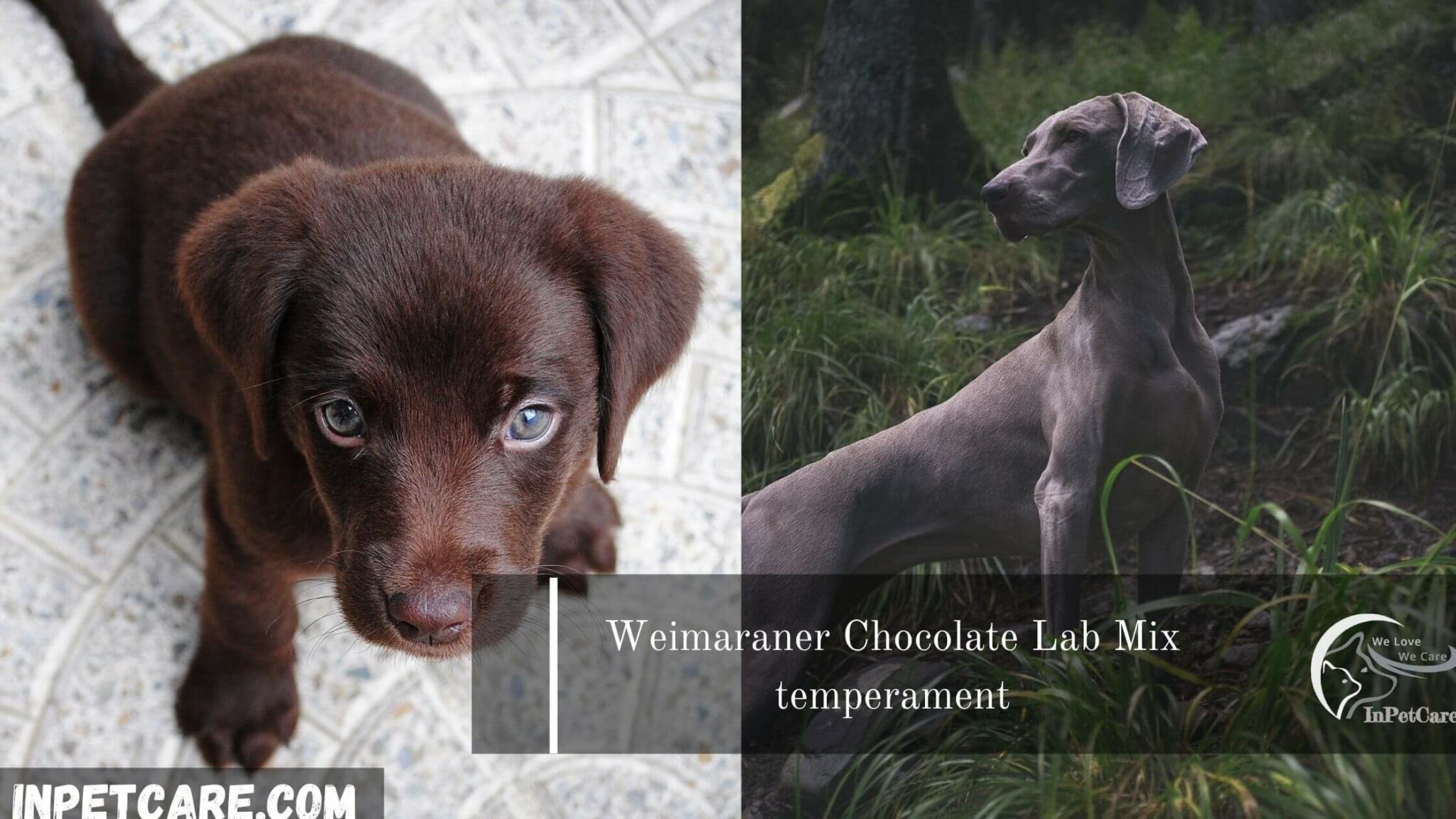 Weimaraner Chocolate Lab Mix: 2023 Guide With Photos