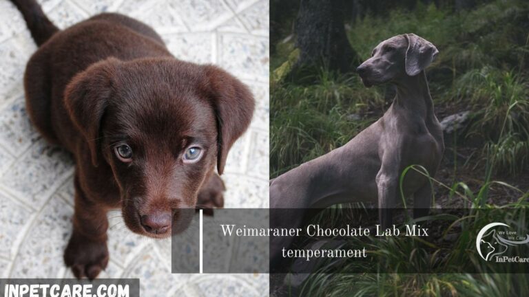 Weimaraner Chocolate Lab Mix: 2023 Guide With Photos