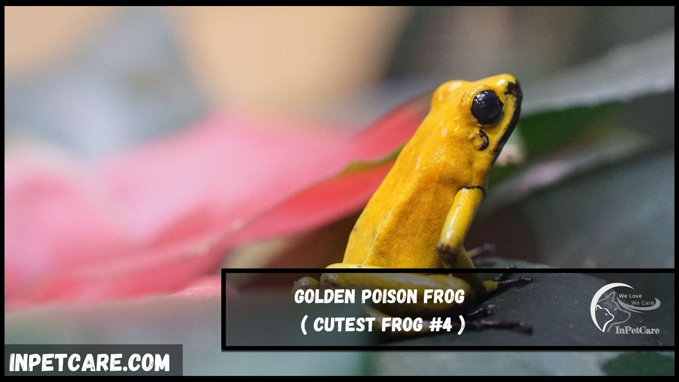 9 Cutest Frog Species With Pictures