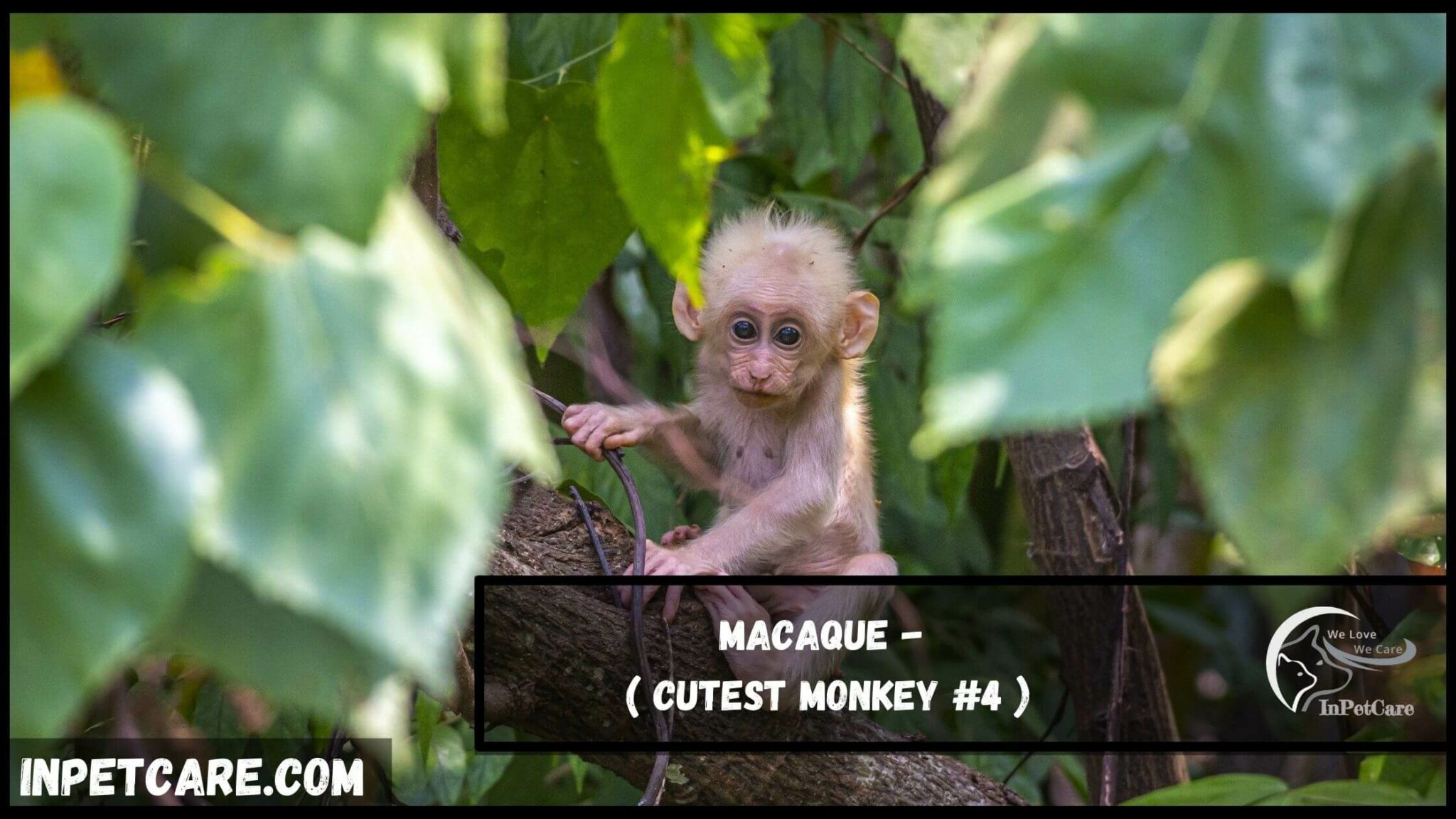 9 Cutest Monkey Breeds (With Pictures)