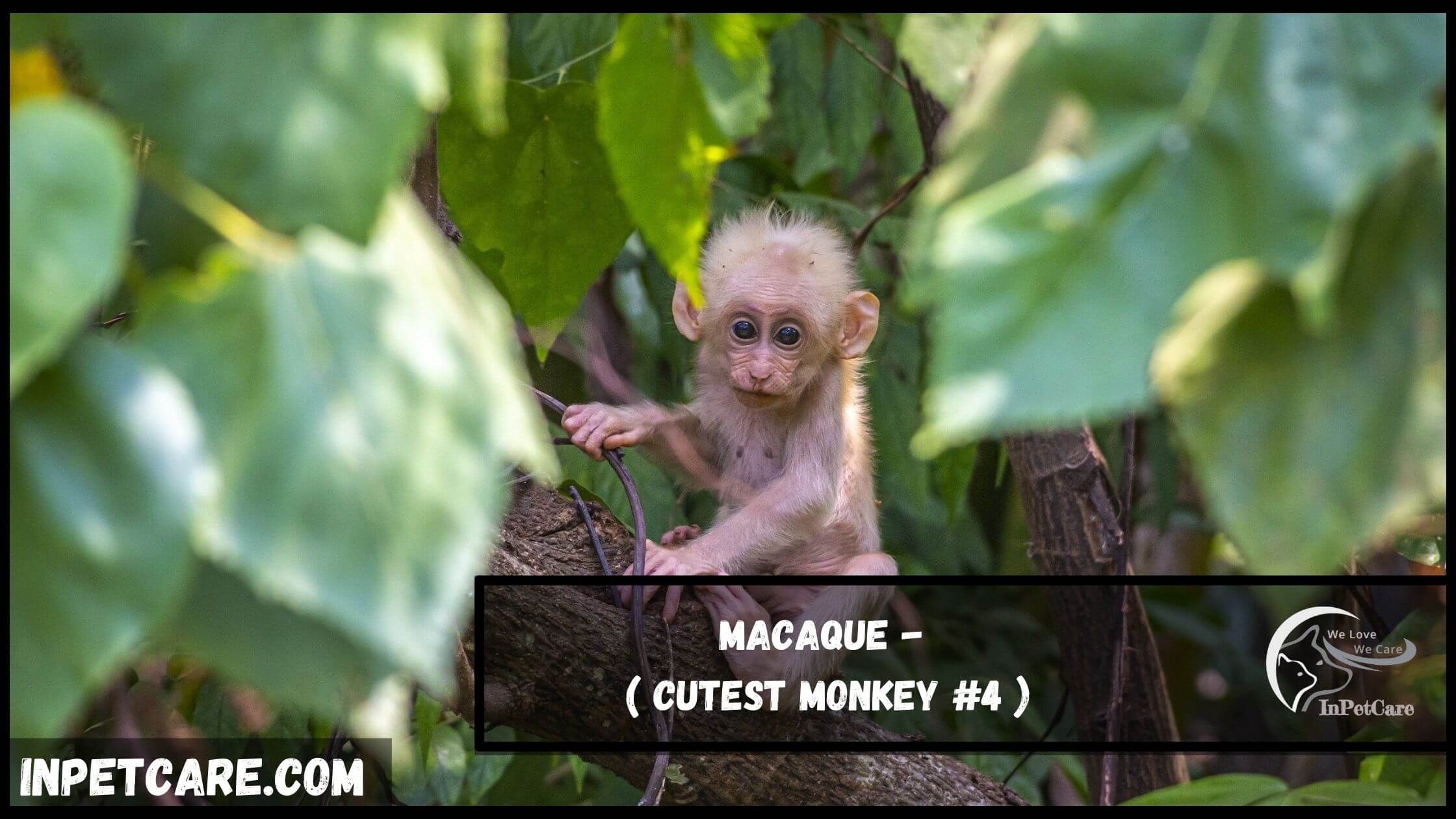 9 Cutest Monkey Breeds (With Pictures)