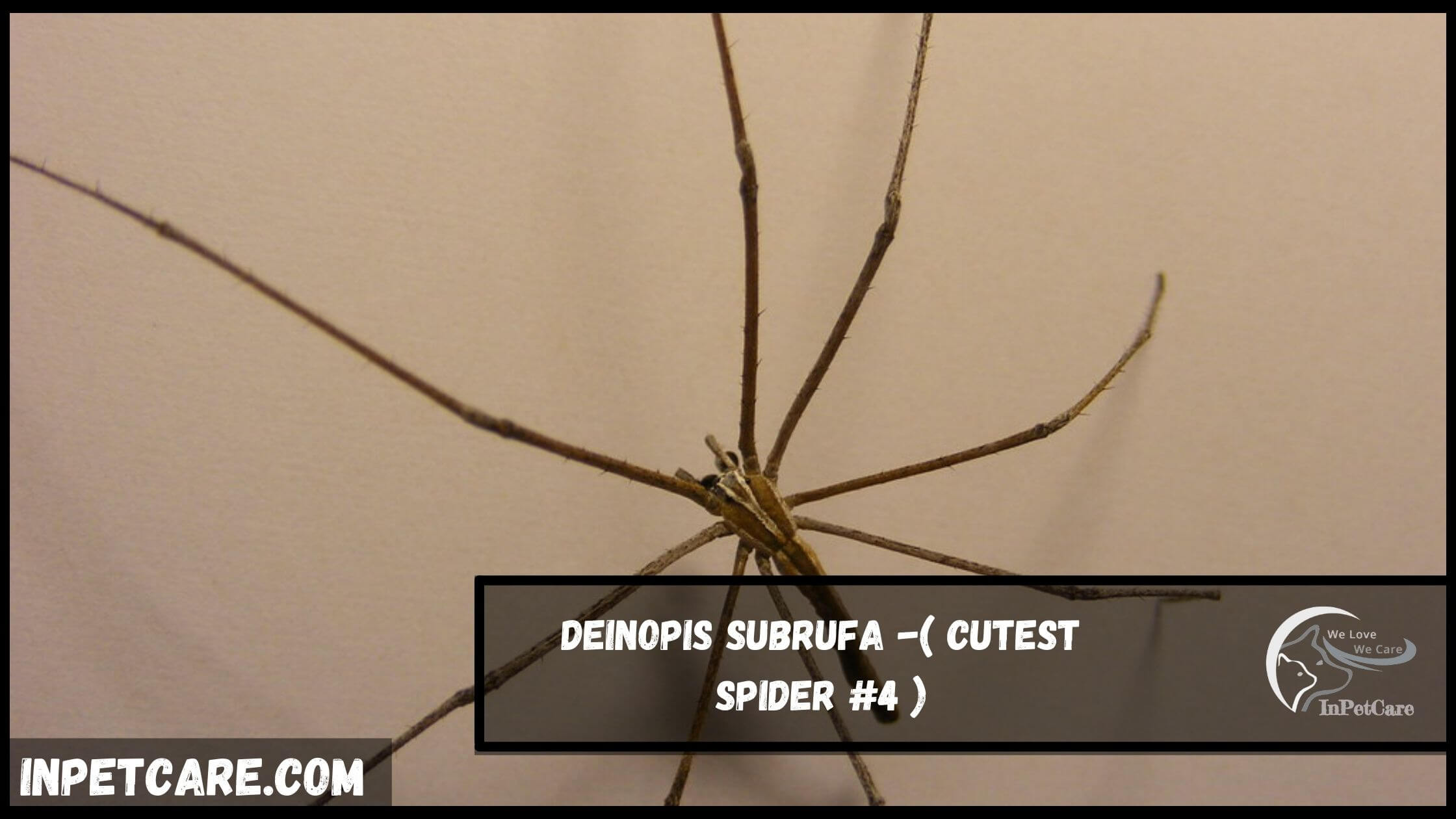 9 Cutest Spider Species With Pictures