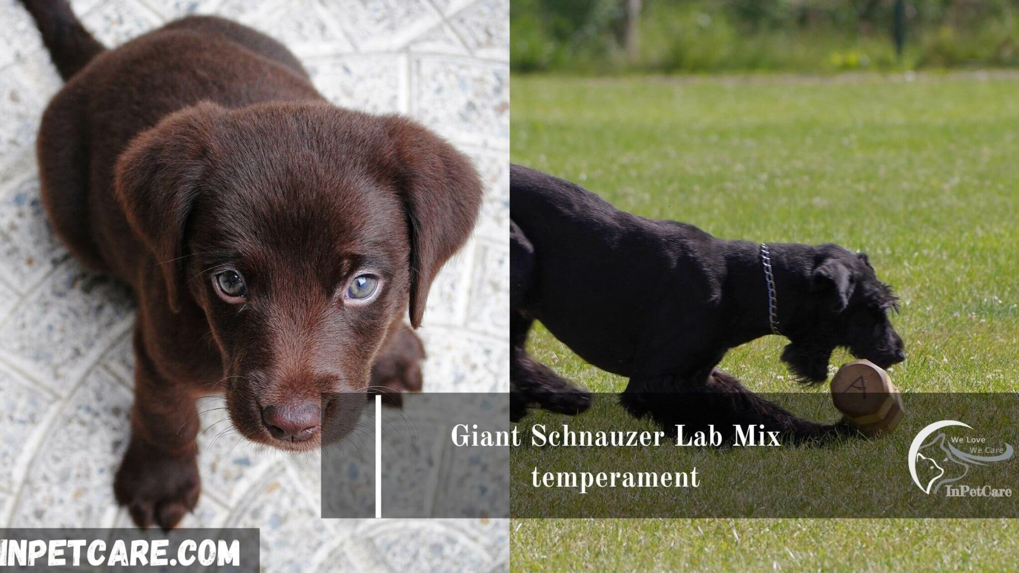 Giant Schnauzer Lab Mix: Cost, Pictures, Care & Many More