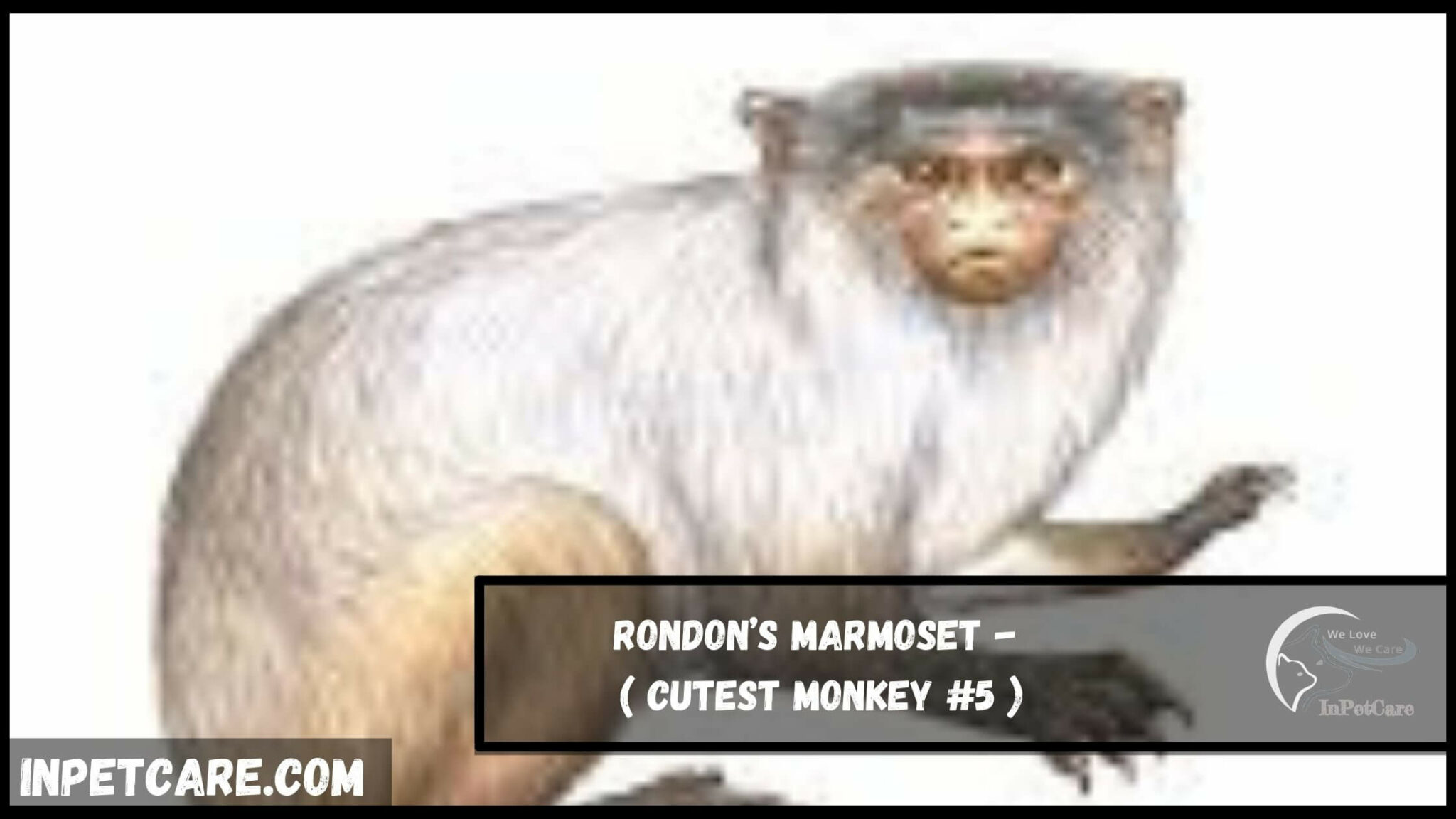 9 Cutest Monkey Breeds (With Pictures)