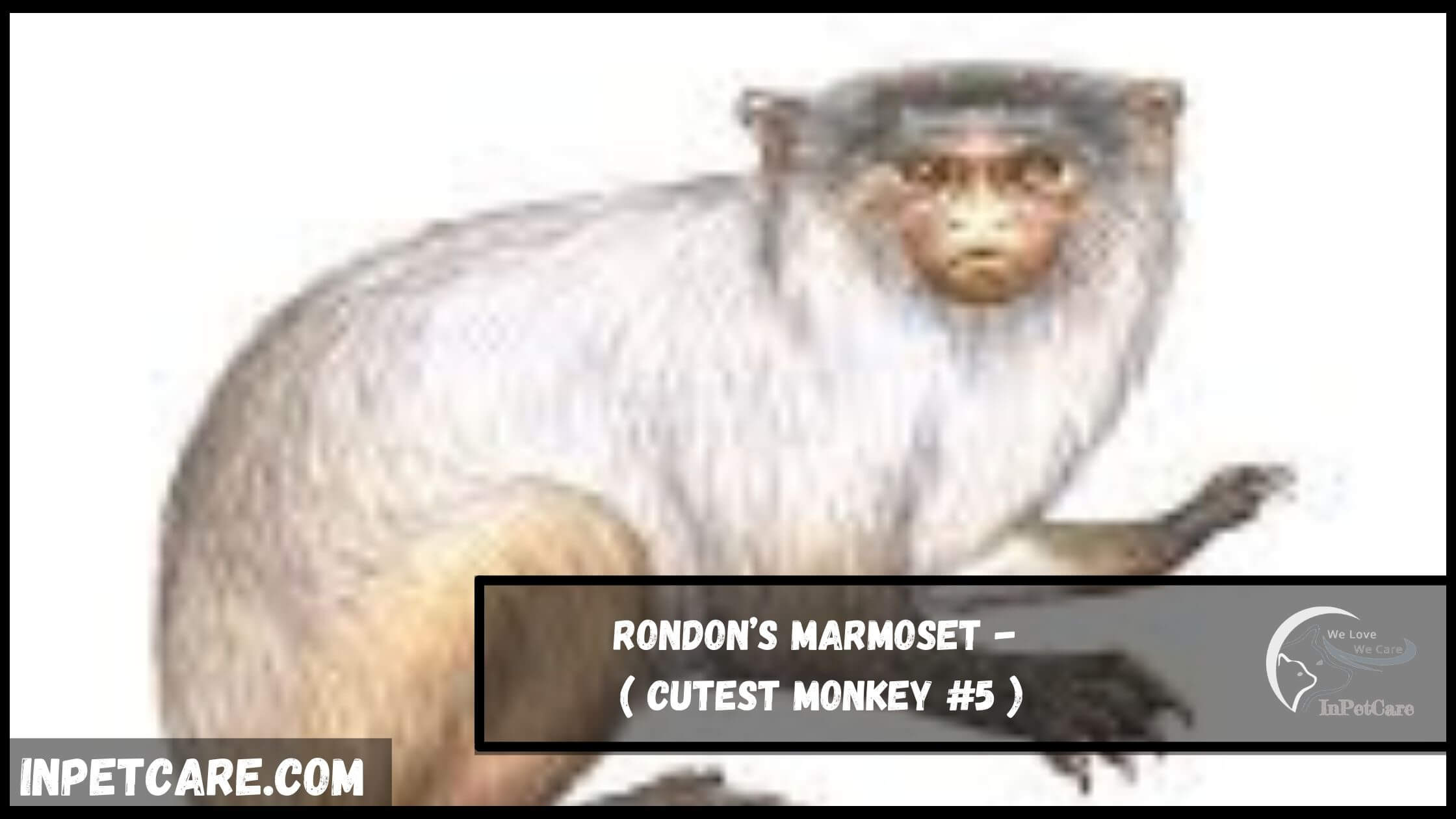 9 Cutest Monkey Breeds (With Pictures)