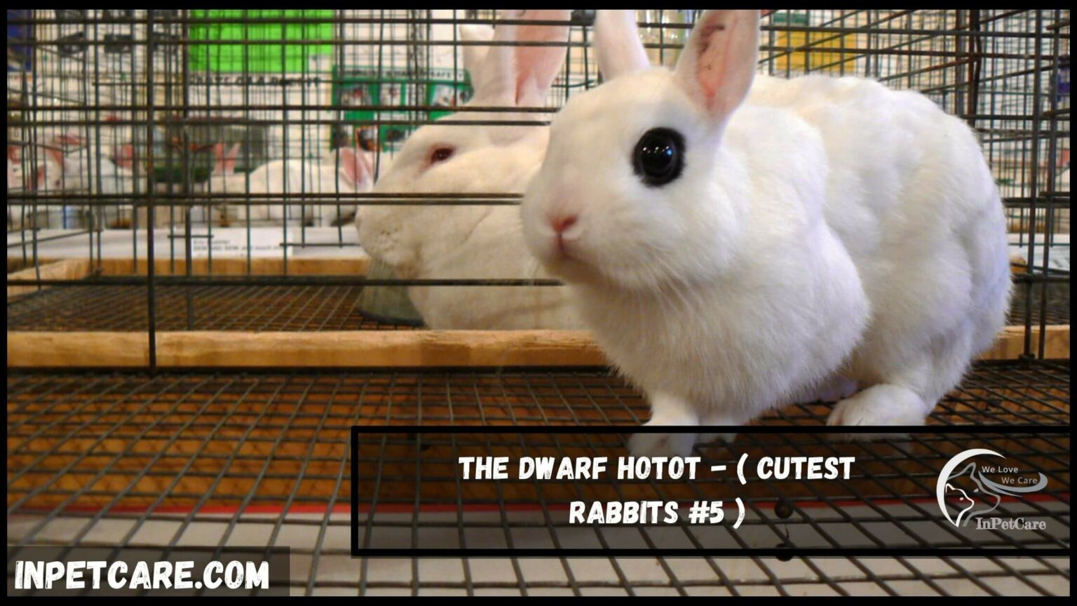 11 Cutest Rabbits Breeds With Pictures