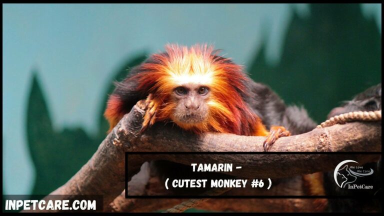 9 Cutest Monkey Breeds (With Pictures)