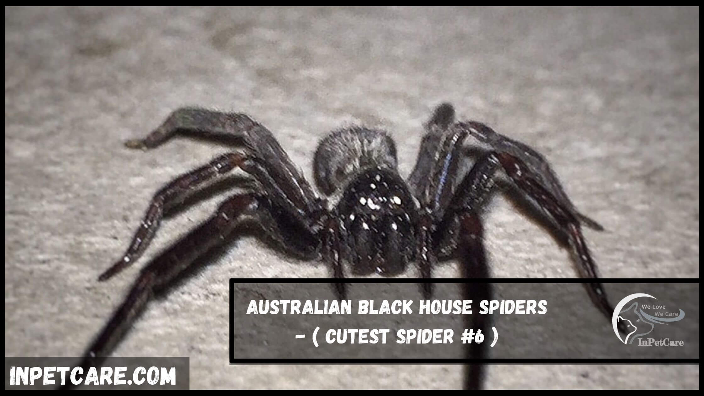 9 Cutest Spider Species With Pictures