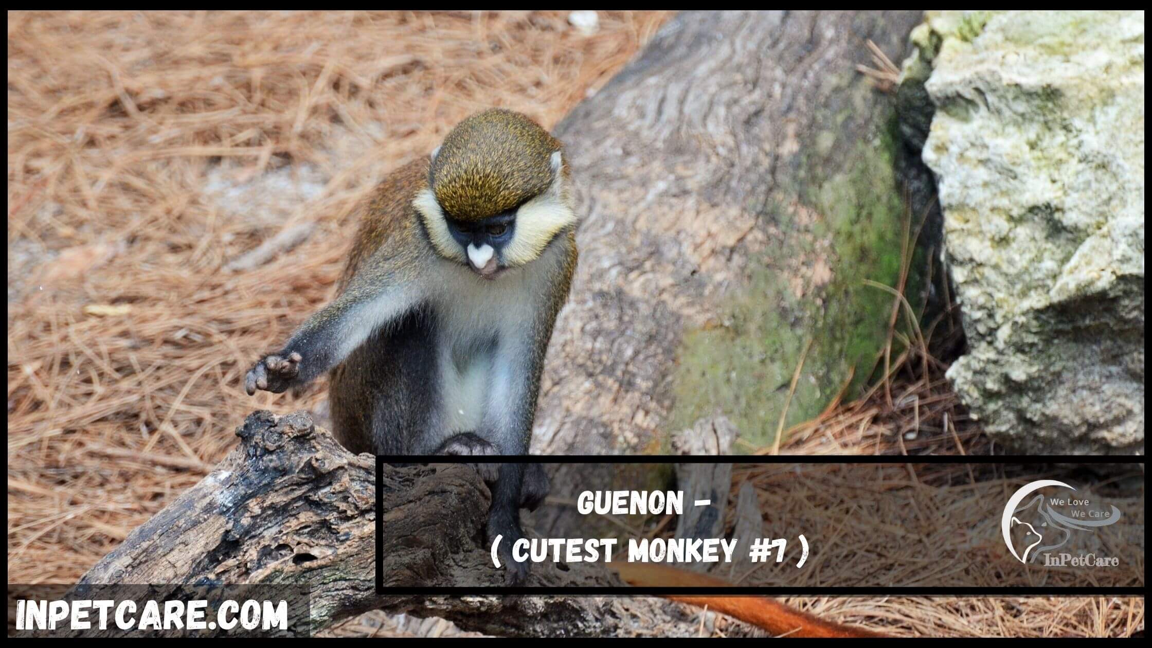 9 Cutest Monkey Breeds (With Pictures)