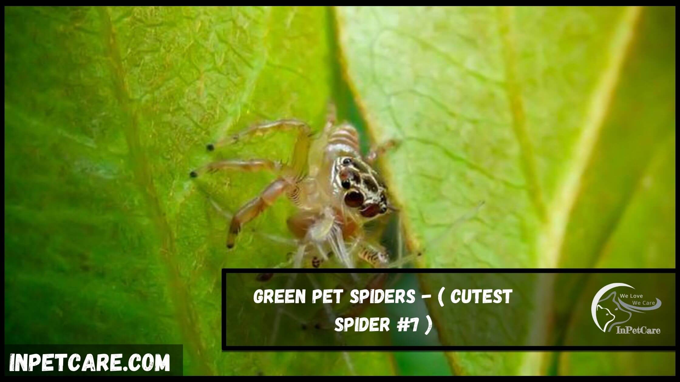 9 Cutest Spider Species With Pictures