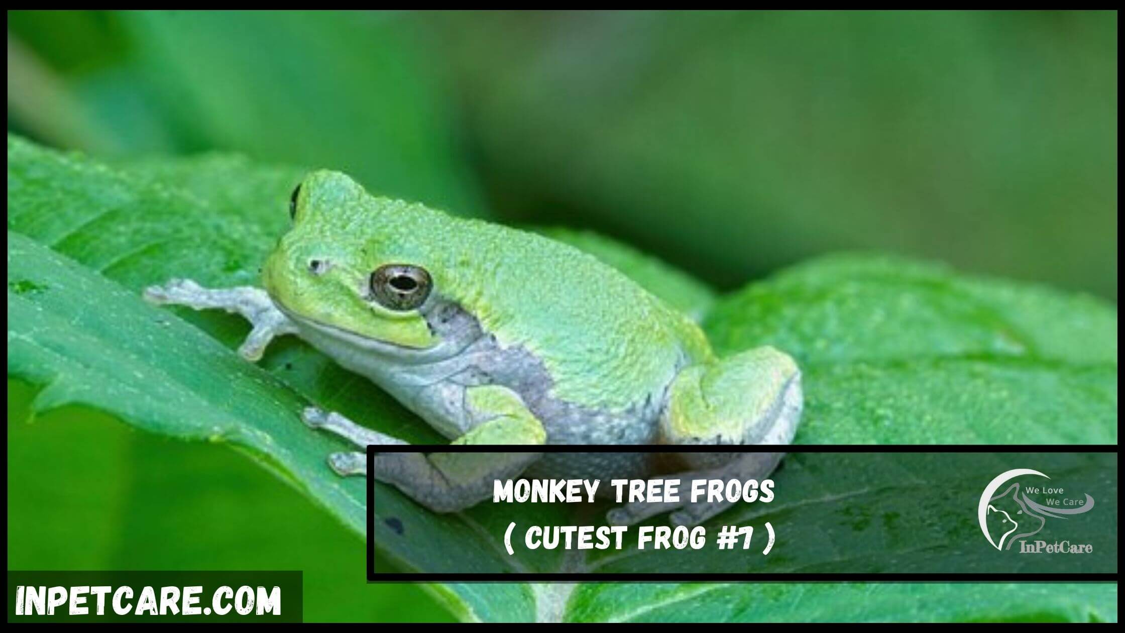 9 Cutest Frog Species With Pictures