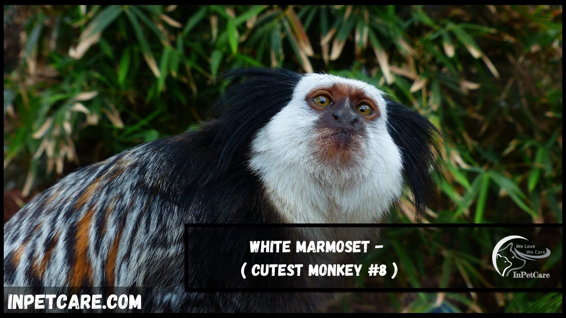 9 Cutest Monkey Breeds (With Pictures)