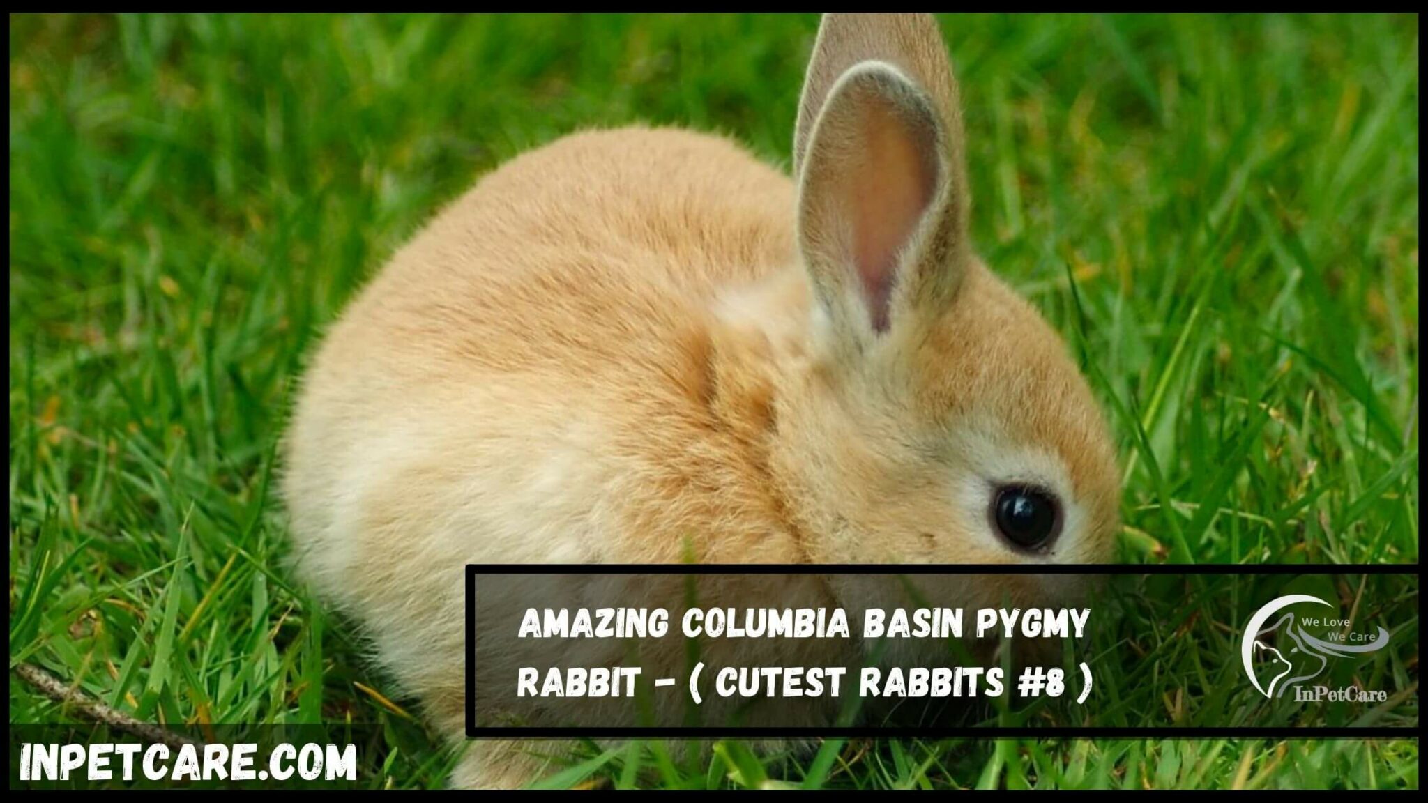 11 Cutest Rabbits Breeds With Pictures