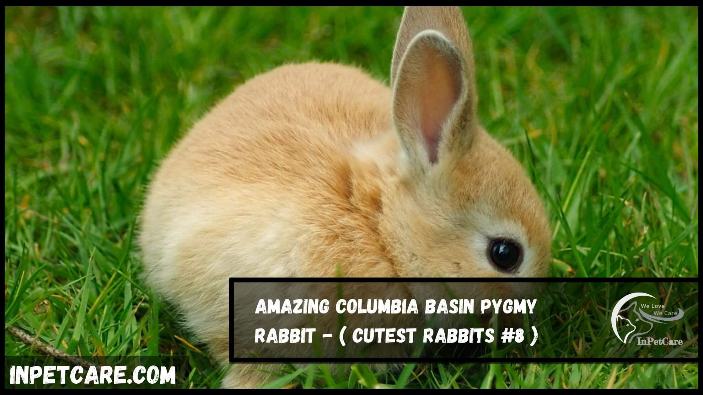 11 Cutest Rabbits Breeds With Pictures