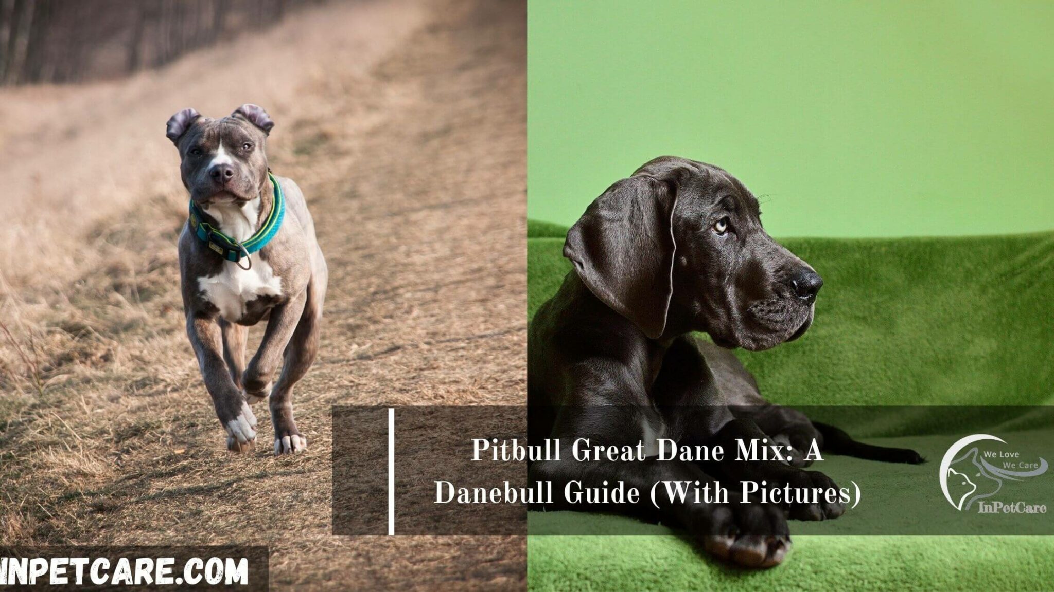 Pitbull Great Dane Mix: A Danebull Guide (With Pictures)