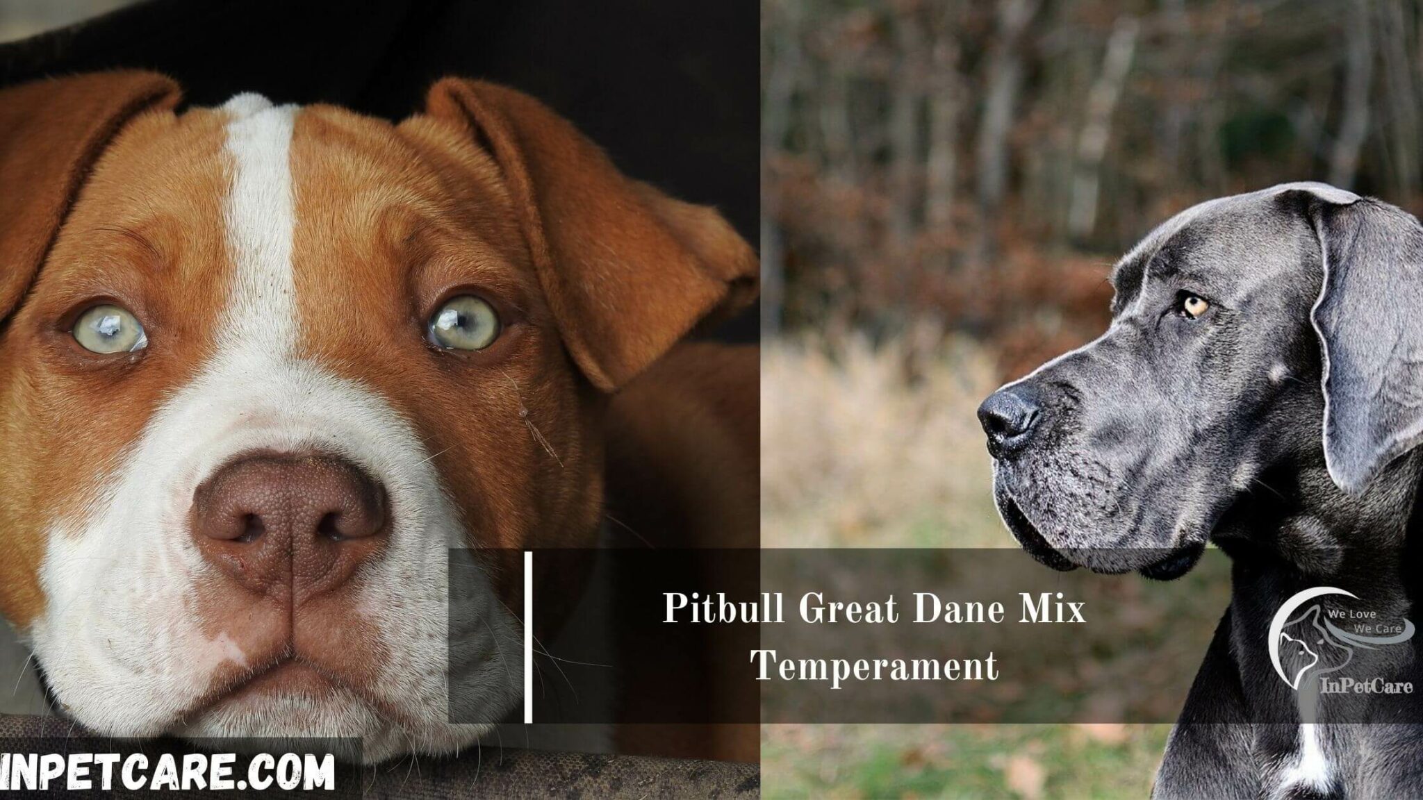 Pitbull Great Dane Mix: A Danebull Guide (With Pictures)