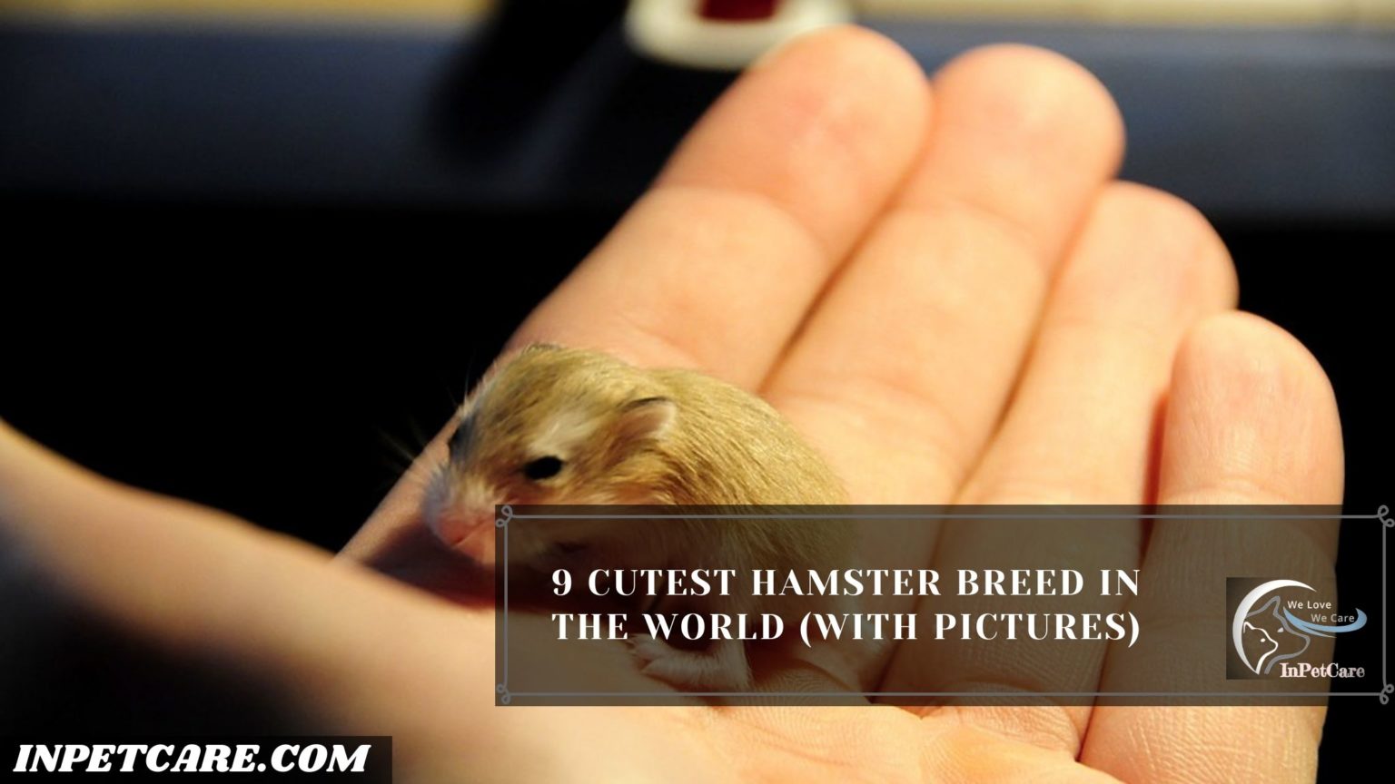 9 Cutest Hamster Breed In The World (With Pictures)