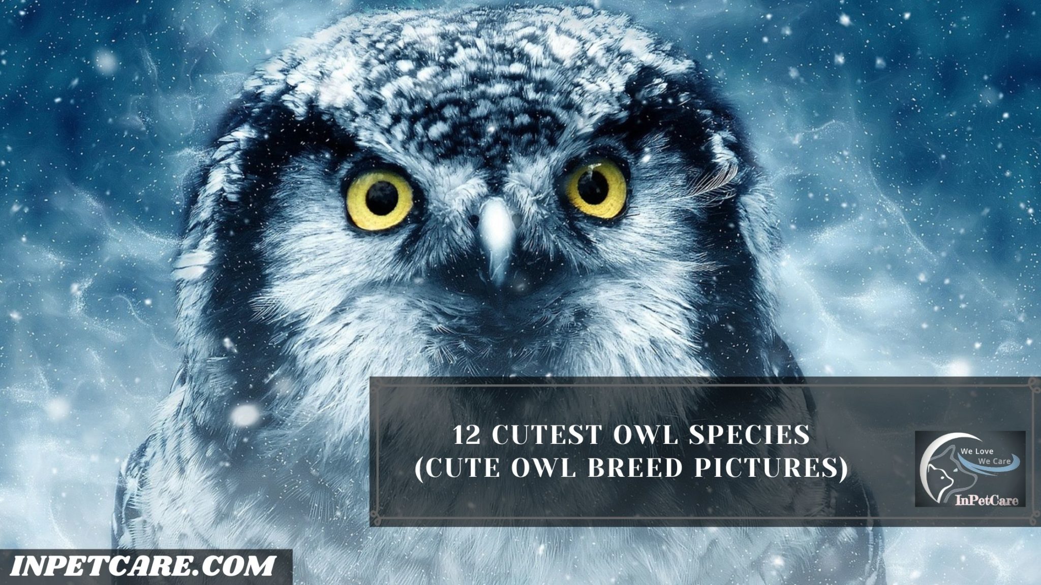 12 Cutest Owl Species (Cute Owl Breed Pictures)