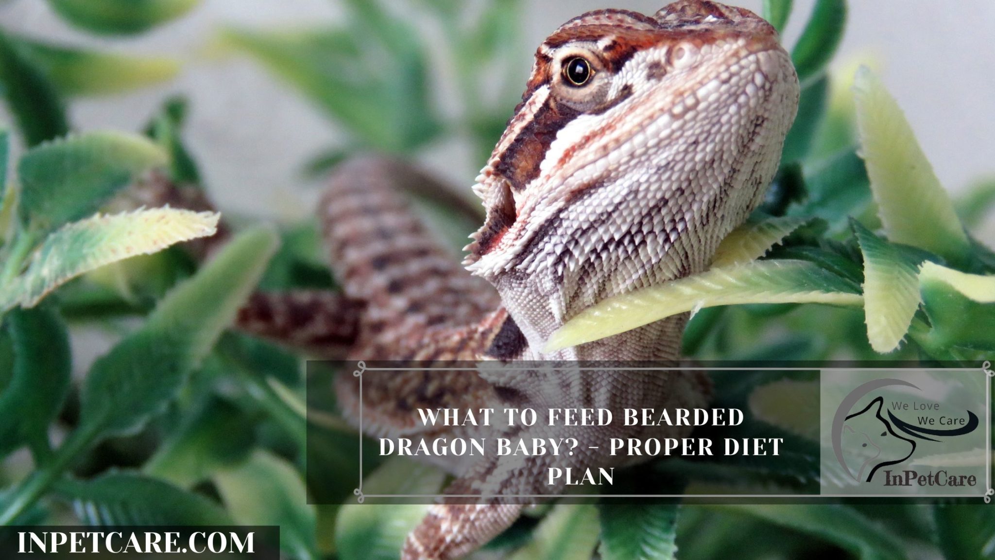 What To Feed Bearded Dragon Baby? - Proper Diet Plan