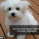 Do Samoyeds Shed? (Tips To Control Its Excessive Shedding)