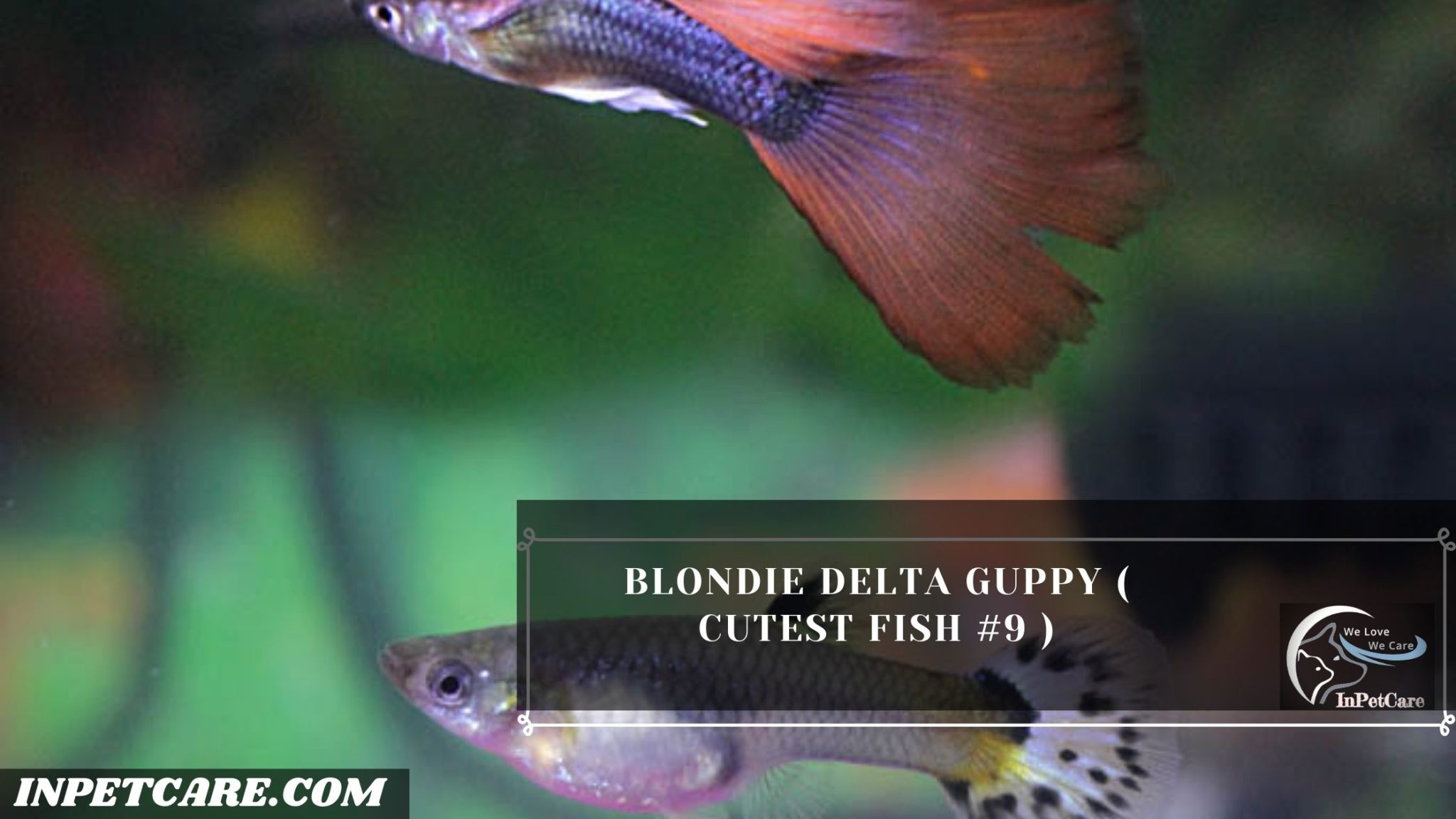 27 Cutest Fish For Aquarium (With Pictures)