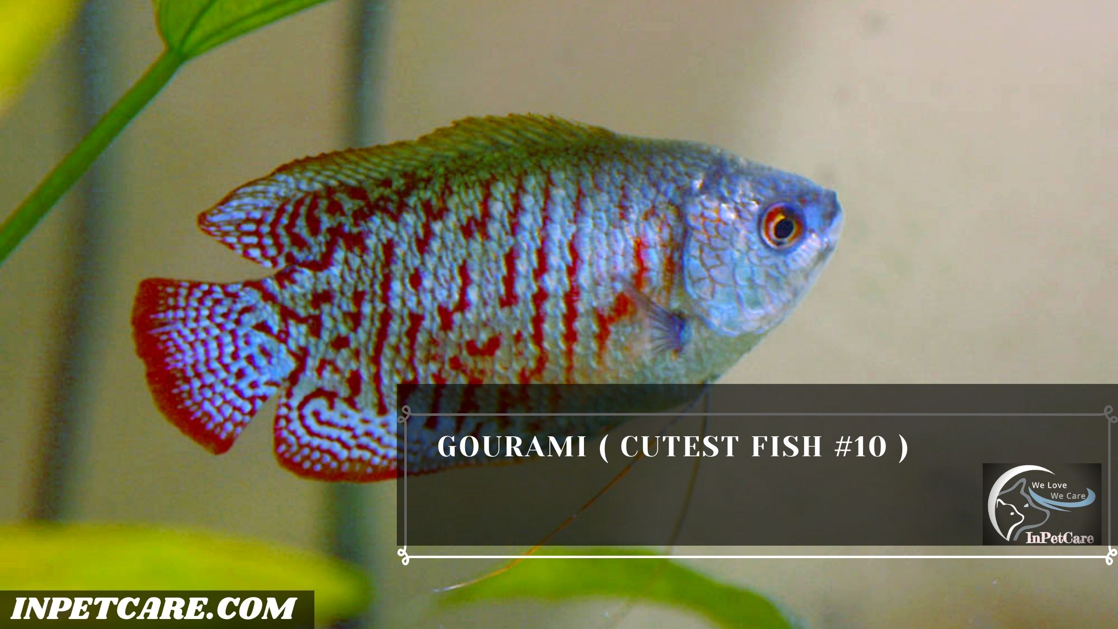 27 Cutest Fish For Aquarium (With Pictures)