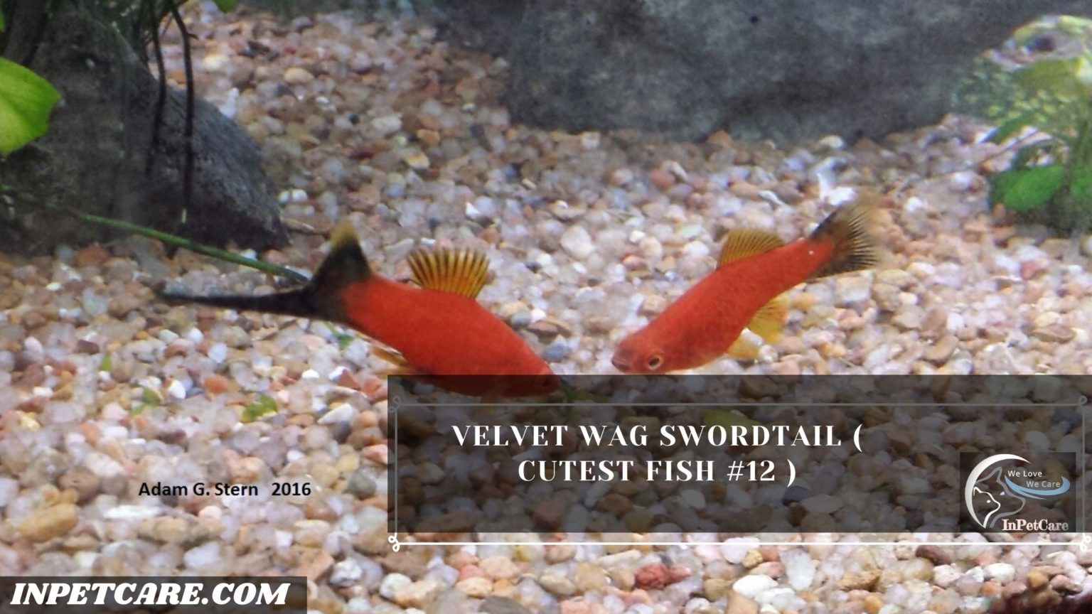 27 Cutest Fish For Aquarium (With Pictures)