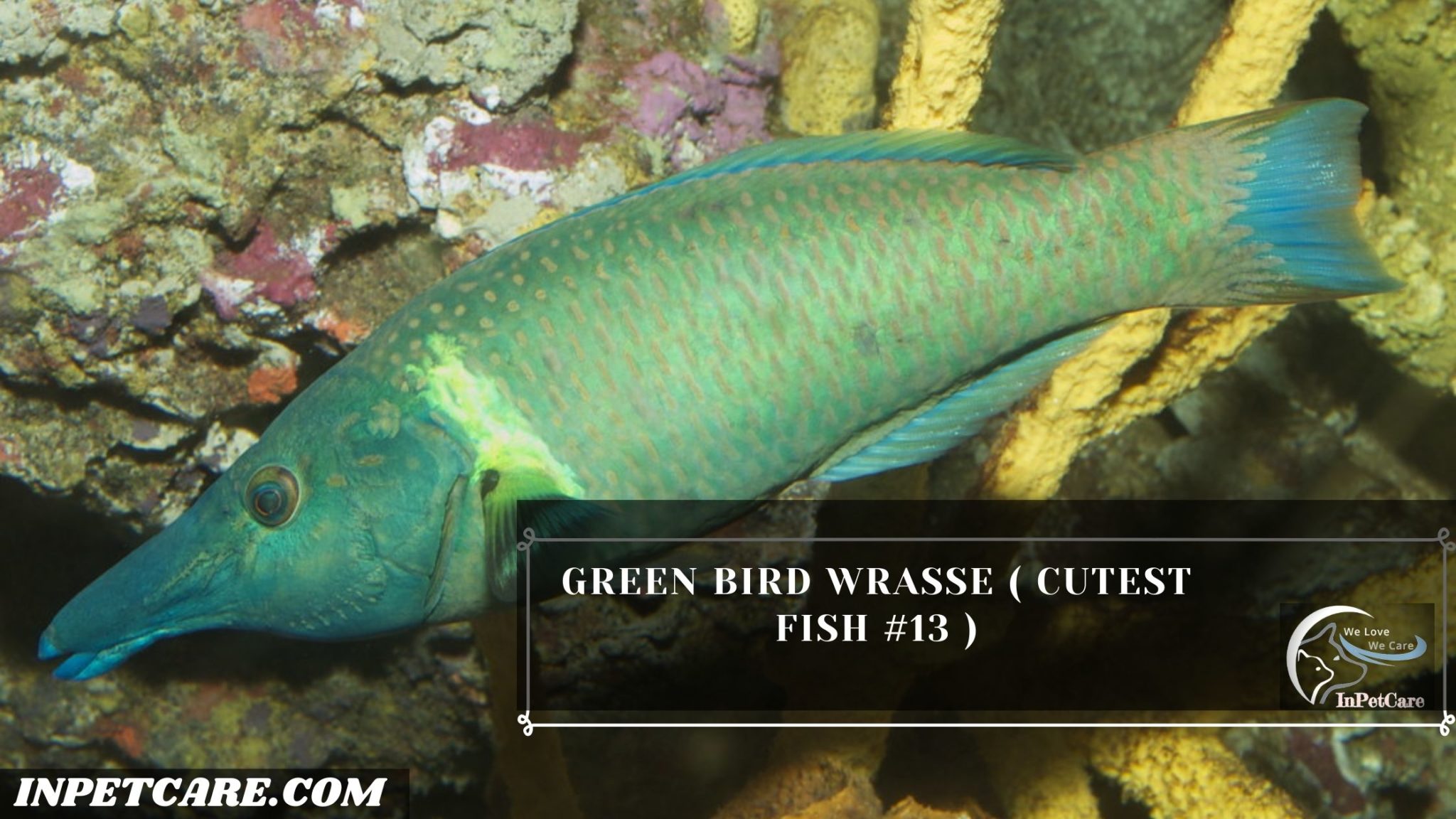 27 Cutest Fish For Aquarium (With Pictures)