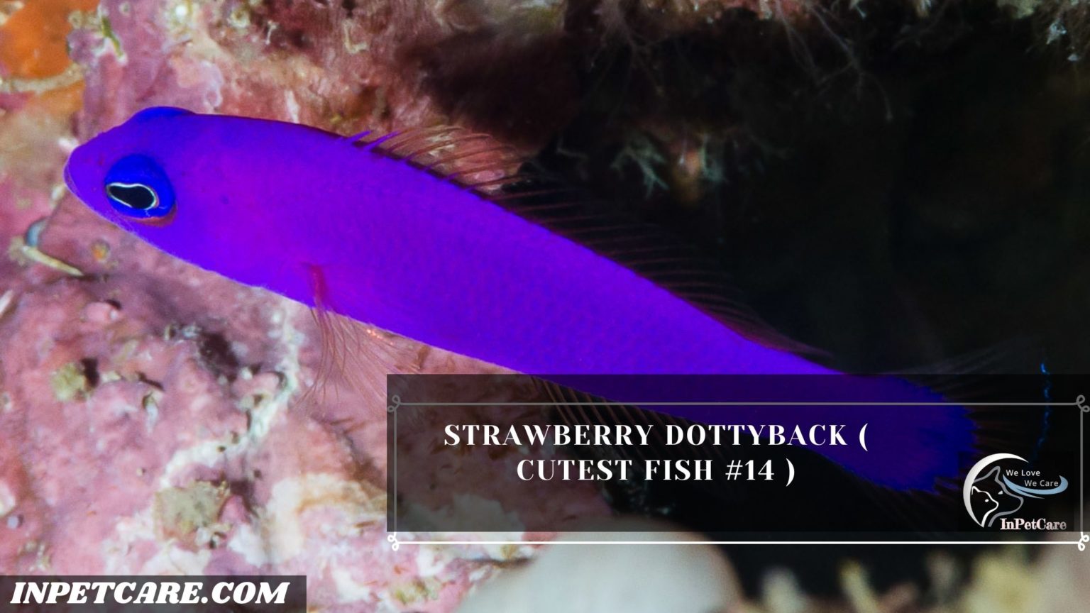 27 Cutest Fish For Aquarium (With Pictures)