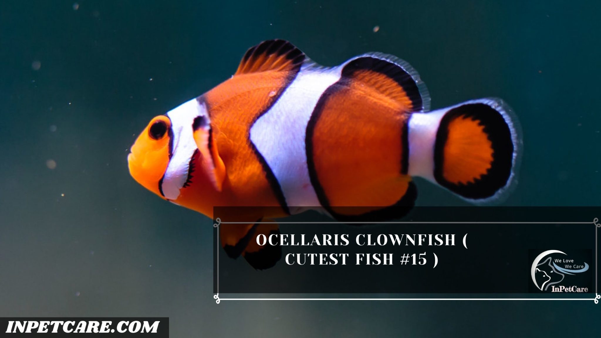 27 Cutest Fish For Aquarium (With Pictures)