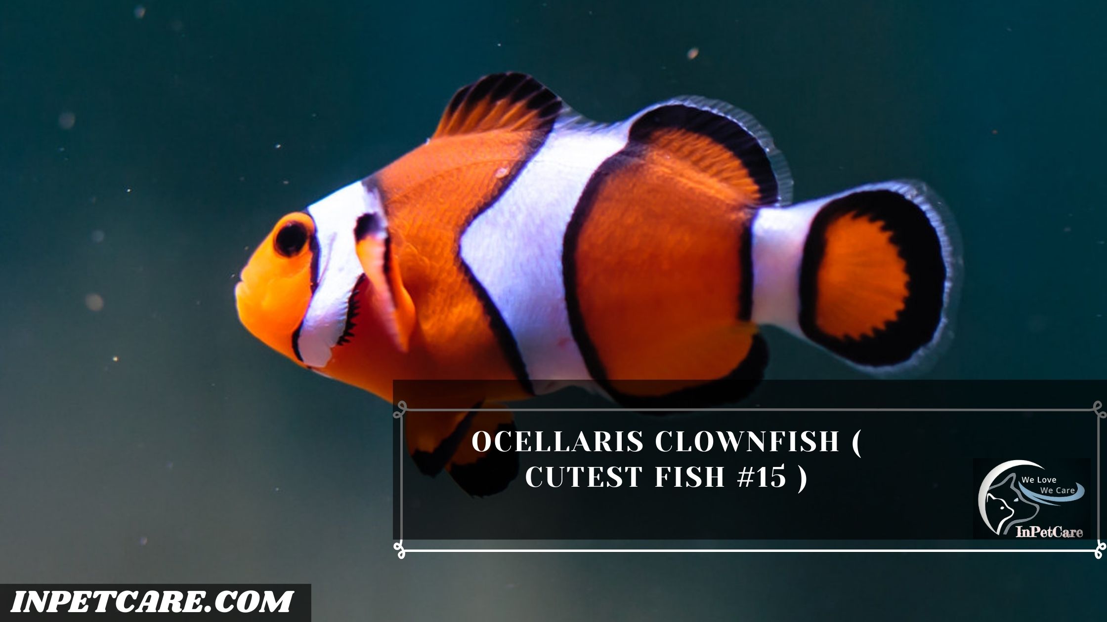 27 Cutest Fish For Aquarium (With Pictures)