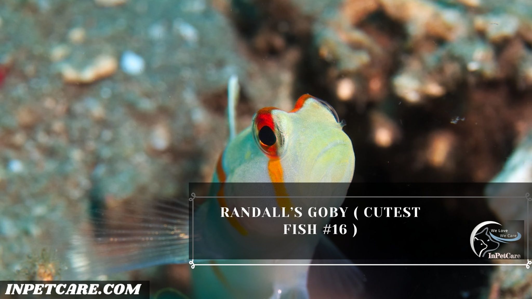 27 Cutest Fish For Aquarium (With Pictures)