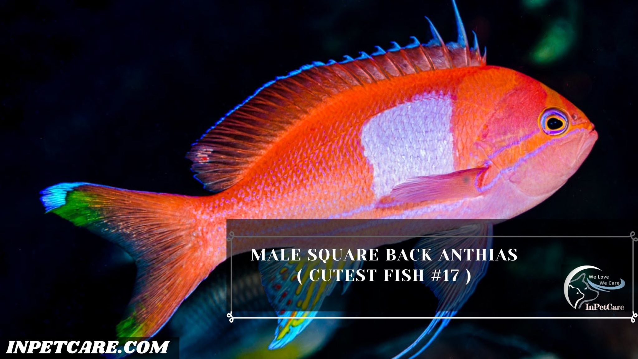27 Cutest Fish For Aquarium (With Pictures)
